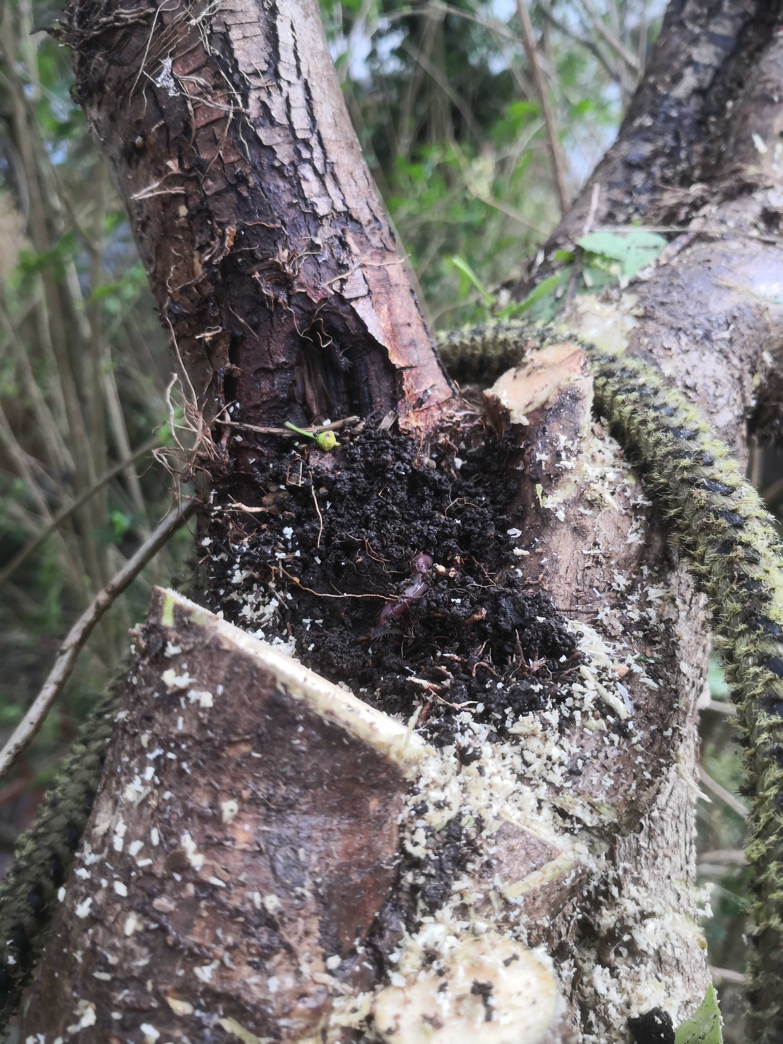 Ivy removal | Alderwood tree care