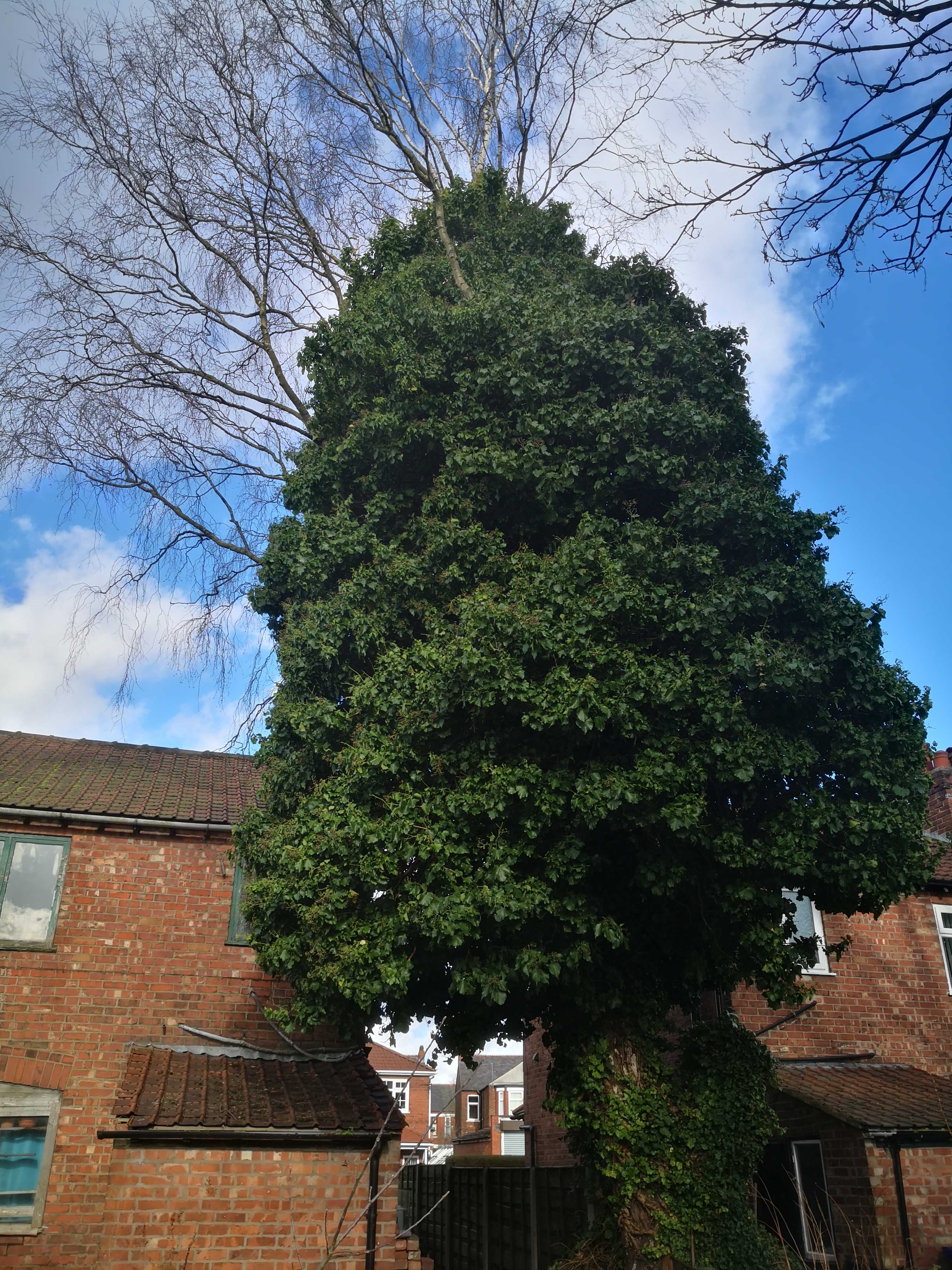 Ivy removal | Alderwood tree care