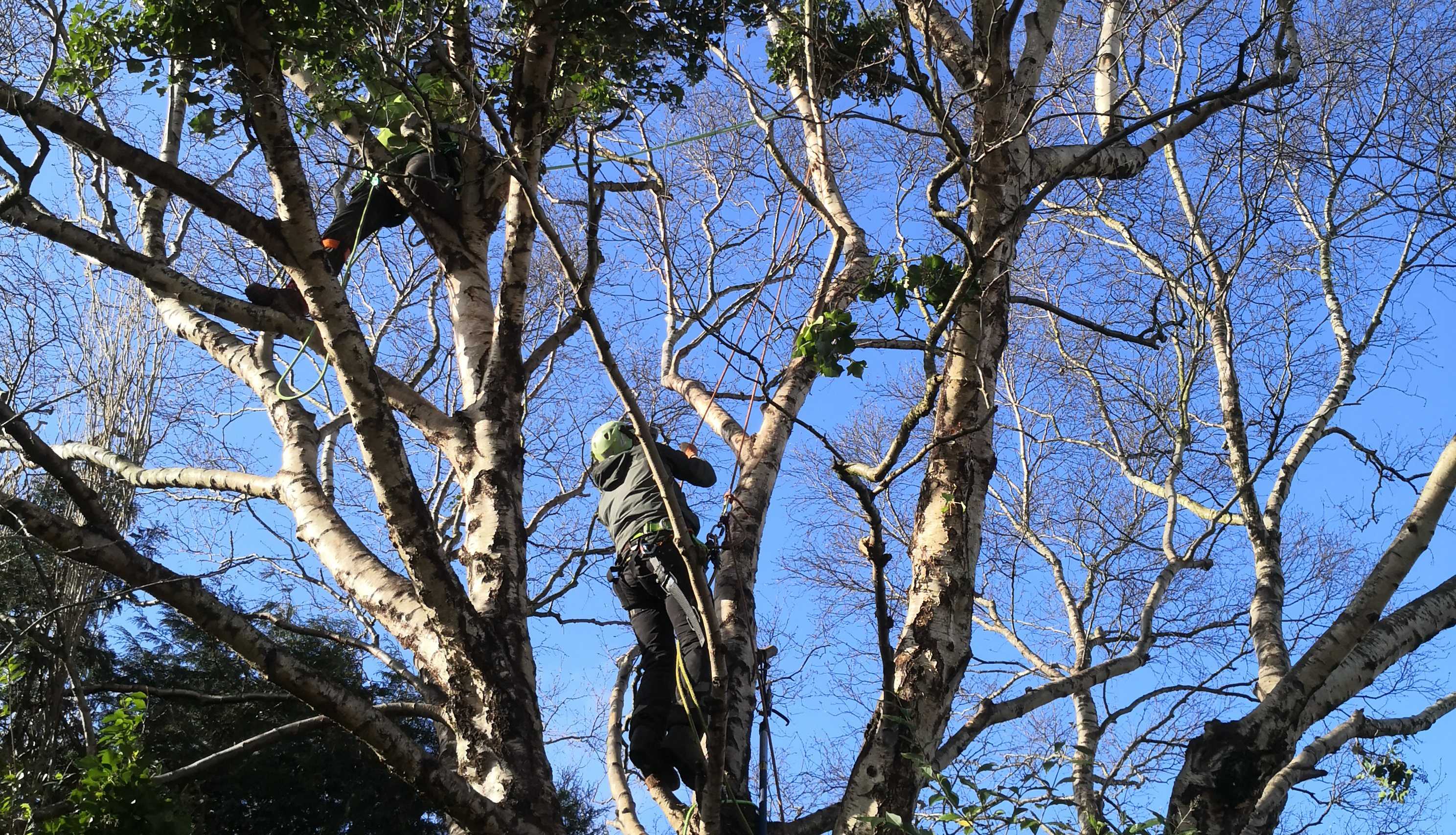 Ivy removal | Alderwood tree care